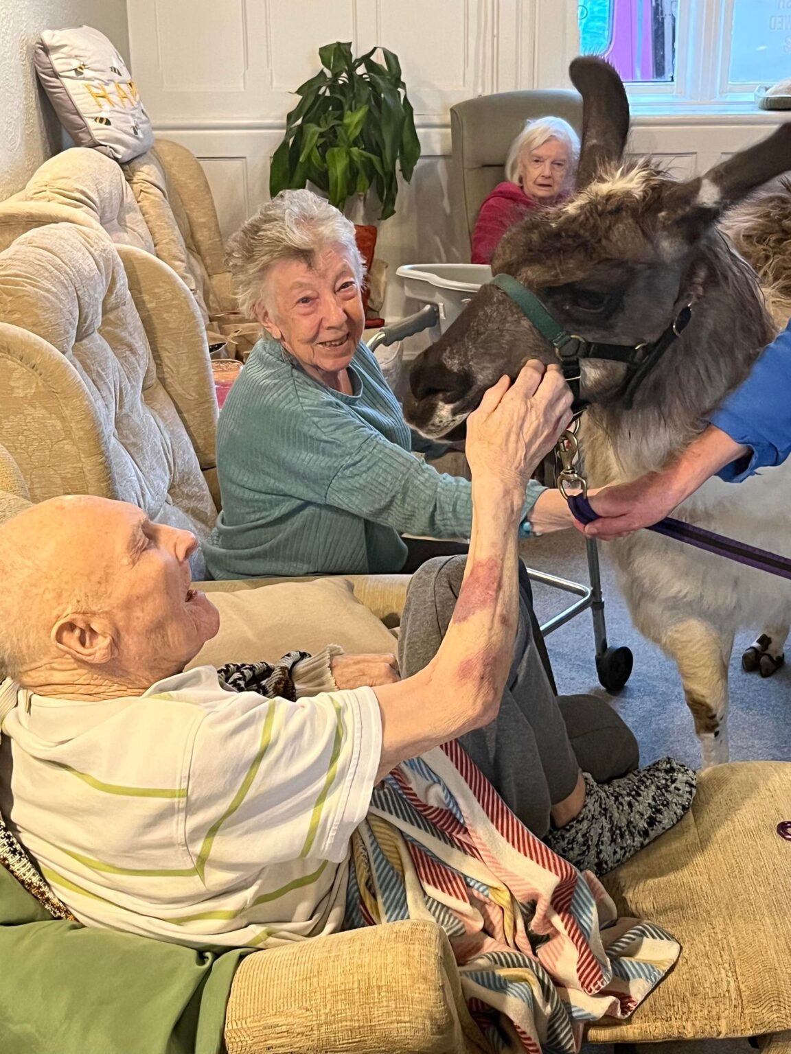 Royal Llamas Visit A Devon Care Home | Southern Healthcare
